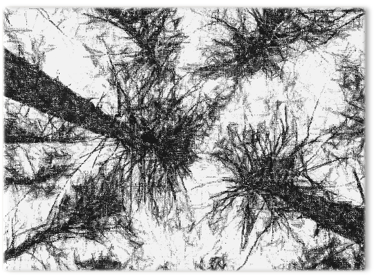 New England Garden Clubs 2024 Photo Contest - Garden Club